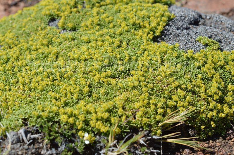 Azorella monantha アゾレア モナンサ: Succulent Photo Gallery